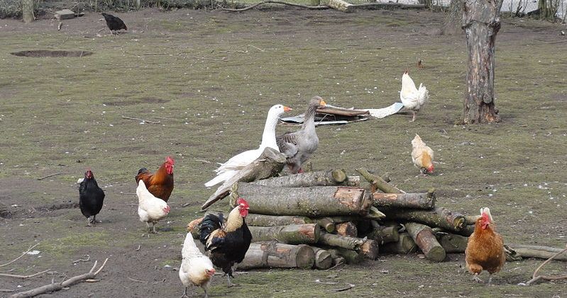 ☑ quels sont les animaux de la basse cour