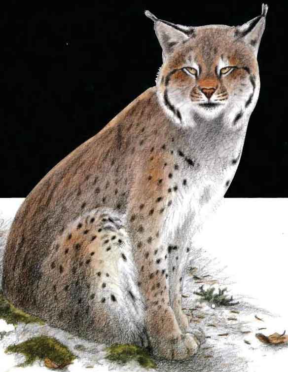 Lynx alors! : L'agenda Bibouille des sorties Lynx alors! : L'agenda Bibouille des sorties