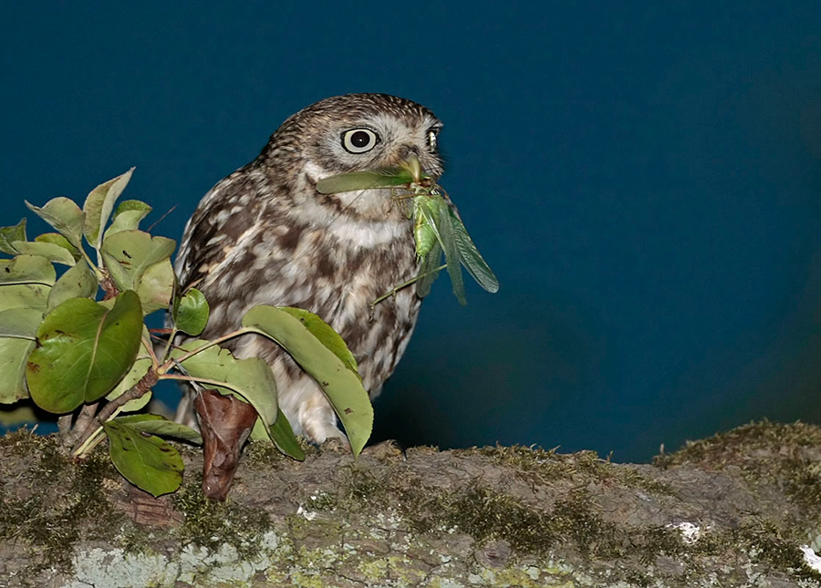 Journée d’animation sur la chouette chevêche | Bibouille