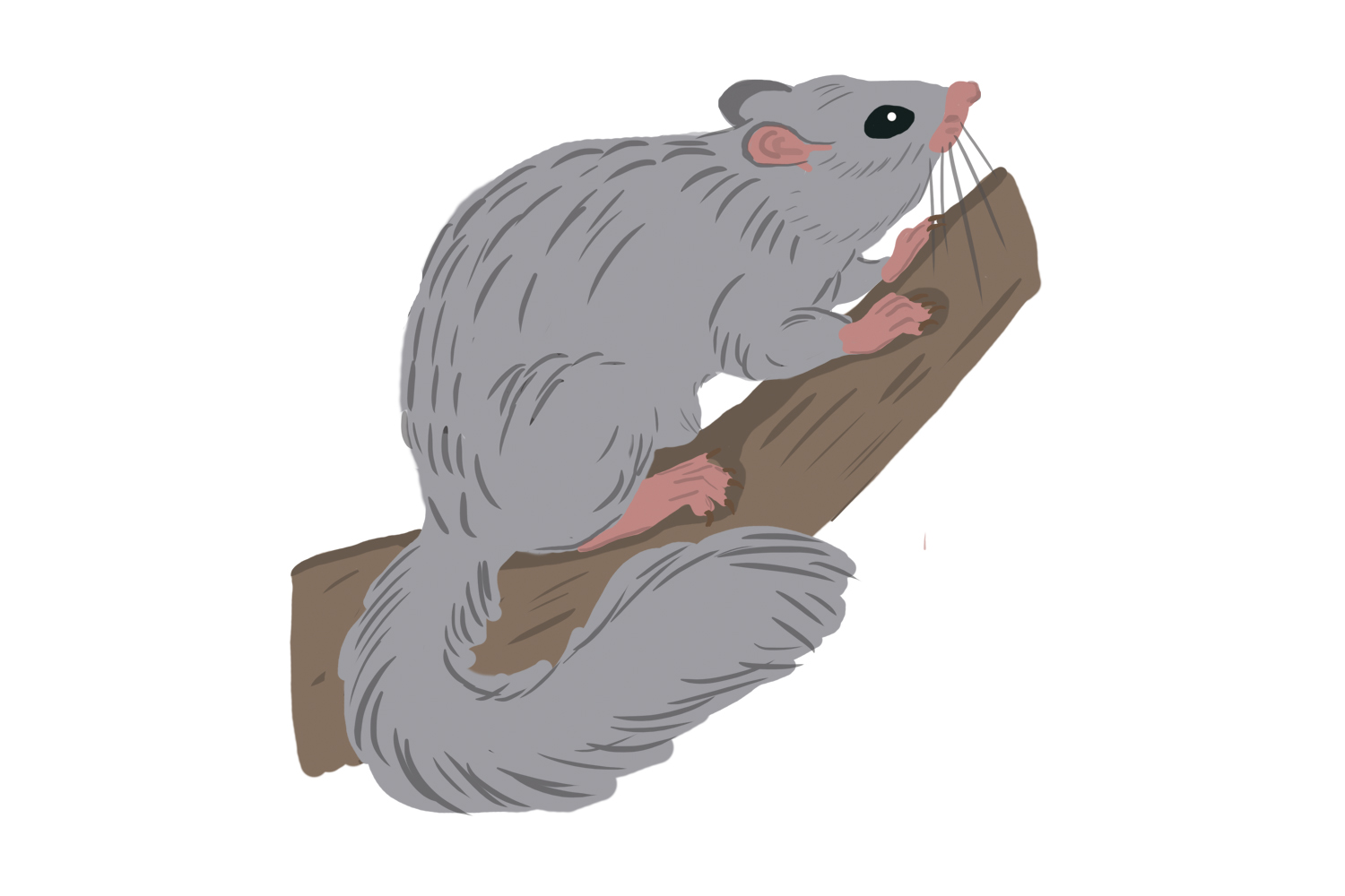 La dictée poème : le loir : Le magazine Bibouille en ligne