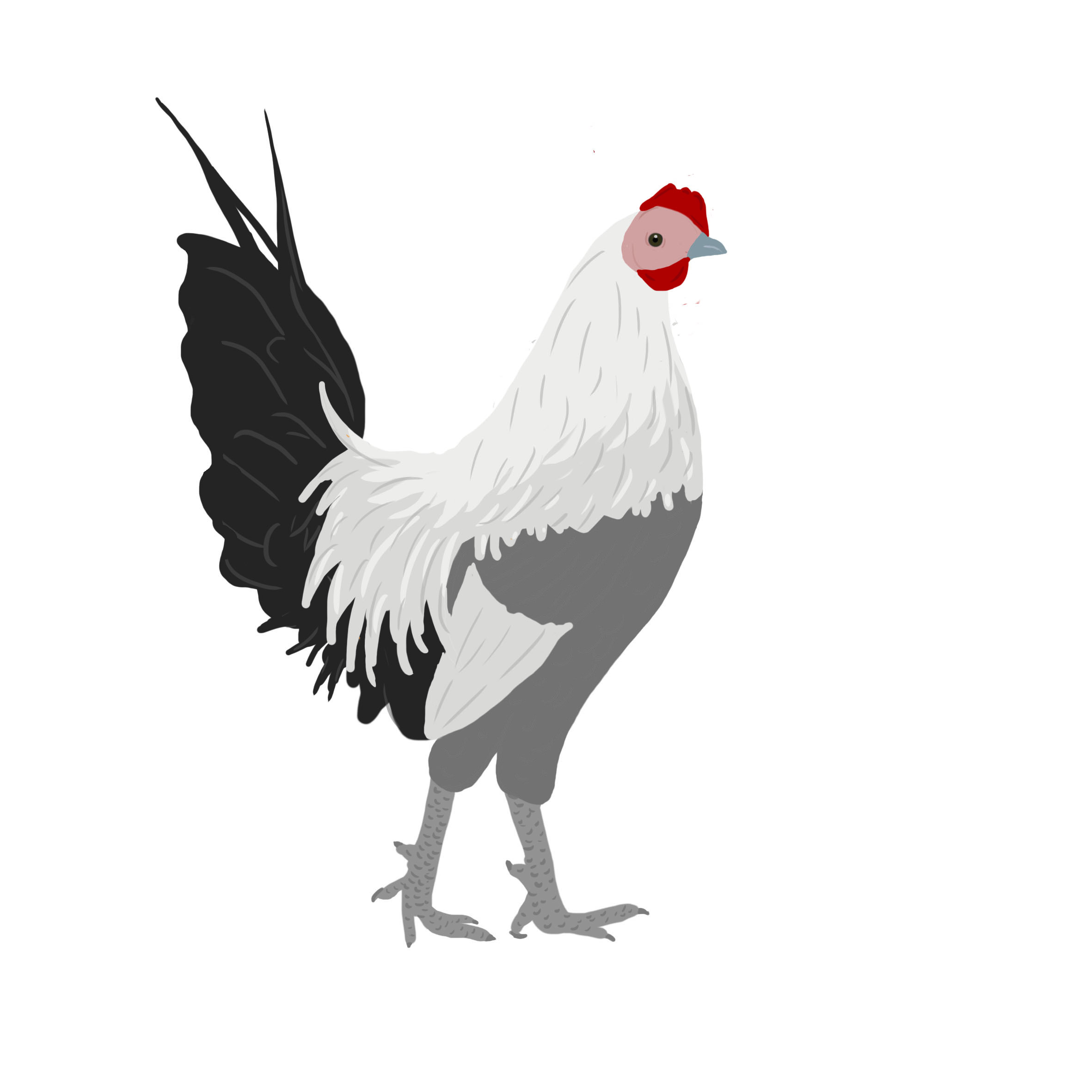 La dictée-poème : le coquelet : Le magazine Bibouille en ligne